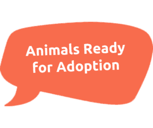 Hope for Paws Foundation