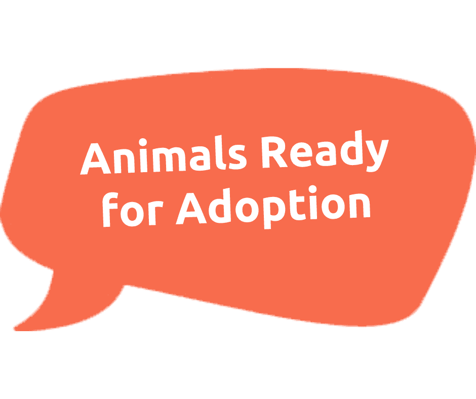 Hope for Paws Foundation