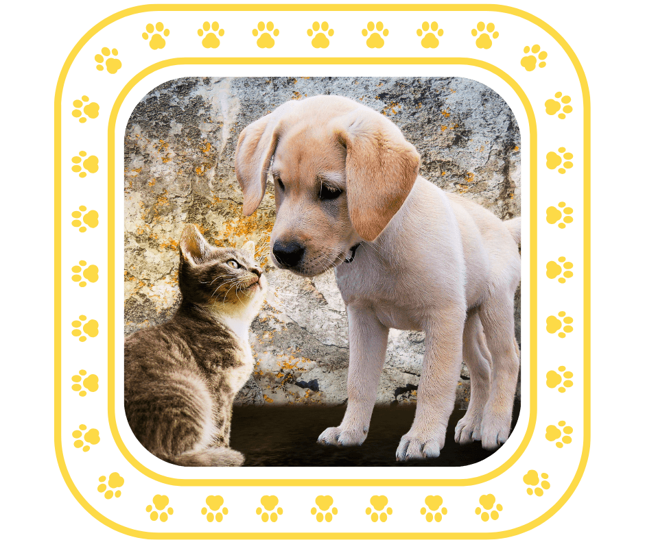 Our Services – Hope for Paws Foundation