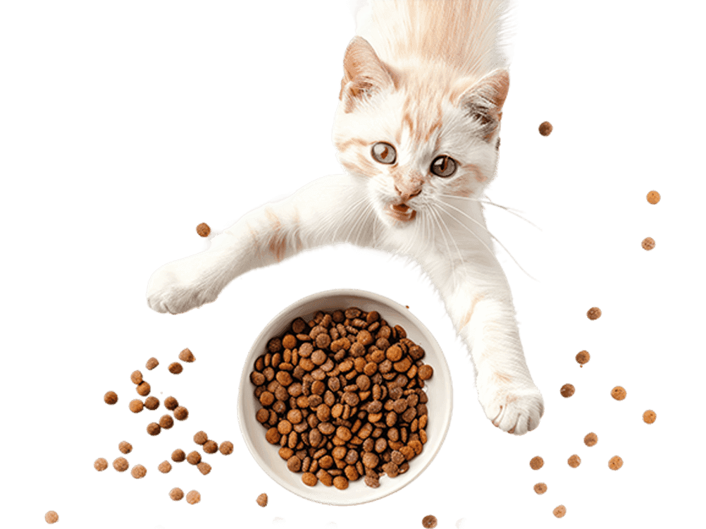 Hope for Paws Foundation